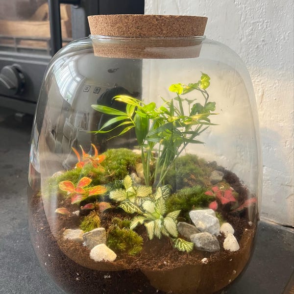 Extra Large Terrarium Kit - With Plants - Etsy UK