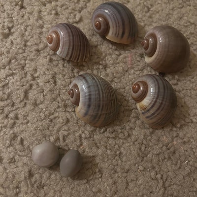5 SMALL Empty APPLE SNAIL Shells Lot6 - Etsy