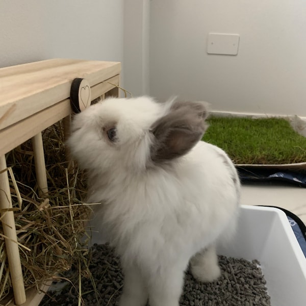 Large Hay Feeder and Litter Box for Flanders Rabbit. Giant Rabbit ...