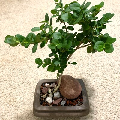 Zanthoxylum Piperitum rare Bonsai Tree, eye Candy Collection From Rare ...