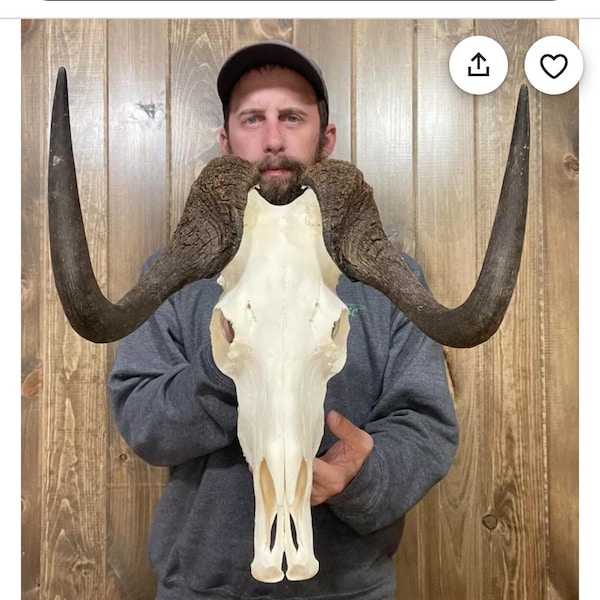 Dark Wide 5x4 Mule Deer Antler Horn Fake Skull Mount Taxidermy Rack Man ...