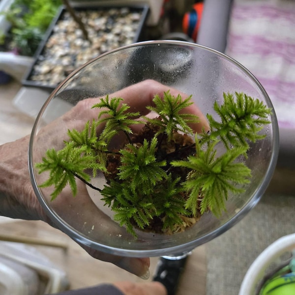Cultivated Climacium Tree Moss Baby Plants||1,2,5 or 10 //climacium ...
