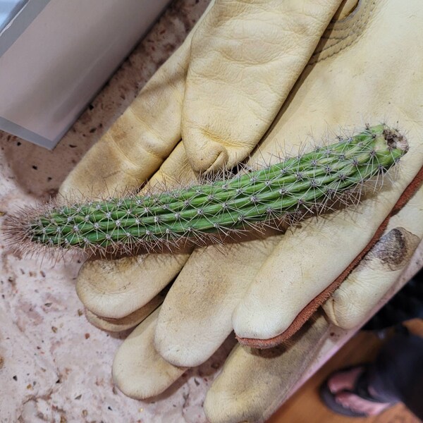 Stenocereus Dumortieri Pup Cactus Cacti Succulent Real Live Plant ...