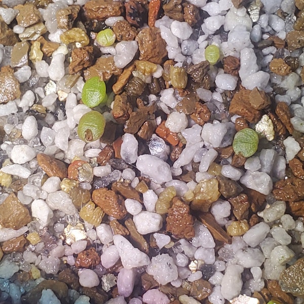 20 Seeds Lithops Aucampiae Mix / Freshly Harvest 20 Premium Quality ...