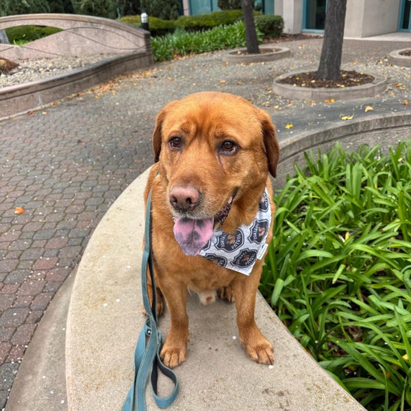 Sienna Bandana, Dog Bandana, Fall Dog Bandana, Over the Collar Dog ...