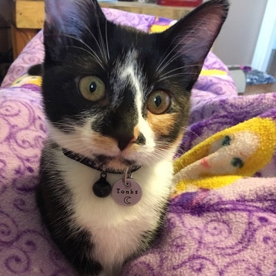 SMALL Dog or Cat Tag Custom Pet Tag Hand-stamped Metal Dog or Cat ID ...