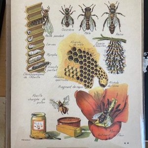 Antique Bee Print Vintage French Honey Bee Wall Art Available in 4 ...