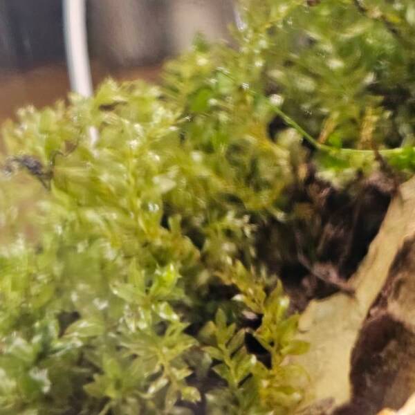 Sheet Moss 1 Quart Bag, Live Moss, Sheet Moss, Live Sheet Moss, Green ...