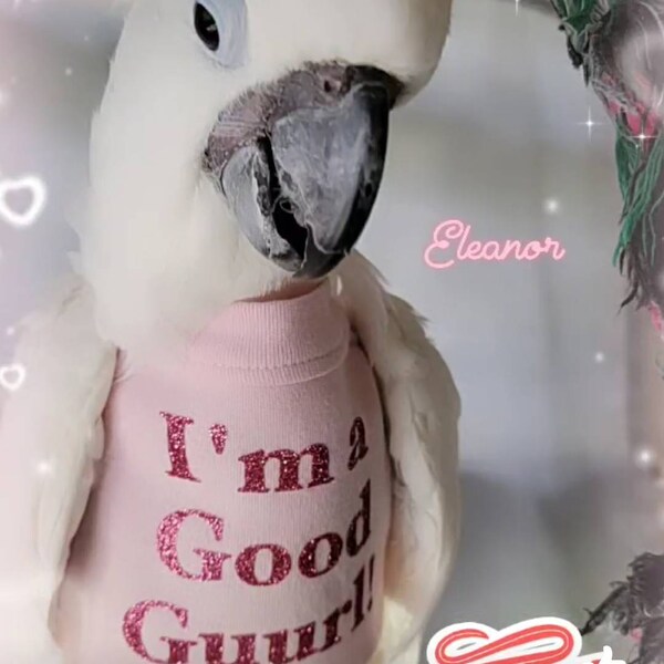 Bird Tuxedo | Bird Diaper | Bird Flightsuit | Bird Costume | Tux With ...