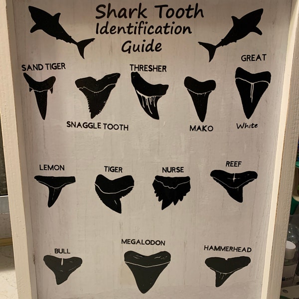 Shark Tooth SVG | Shark Teeth Guide | Shark Tooth Identification ...