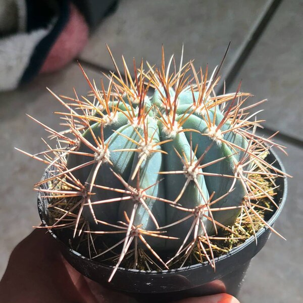 Melocactus Azureus,blue Cactus,live Cactus Plant,house Plant,succulent ...