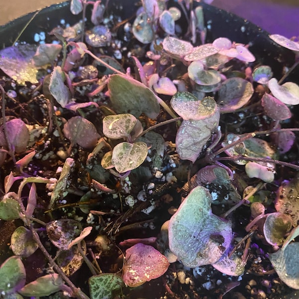 Sunrise Succulent 2” Anacampseros Telephiastrum F. Variegatum Rare - Etsy