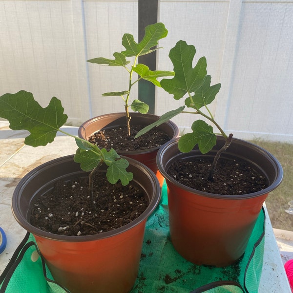 Fignomenal Fig Live Plant - Dwarf Fig Perfect for Containters - *non ...