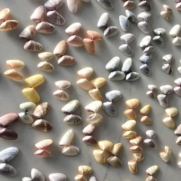 Tiny Scallop Shells From the Beaches of Southwest Florida. - Etsy