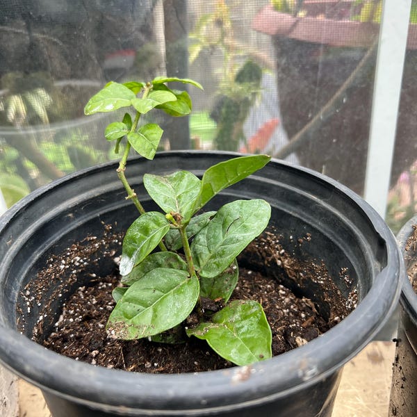 DANCING Rabbit~~aromi Deciduous Azalea Rhododendron~~well Rooted SMALL ...