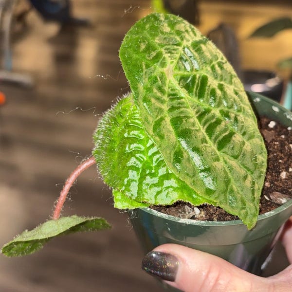 Tradescantia Bubblegum Nanouk Plant - 4 Inch Pot - Optional Decorative ...