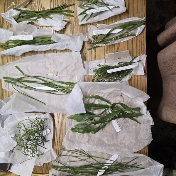 Rhipsalis Bacifera Ssp. Mauritiana “ferrari” 4 Unrooted Cuttings - Etsy