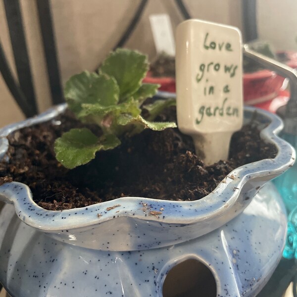 Kei Yoki African Violet Starter Plant (ALL PLANTS Require You to ...