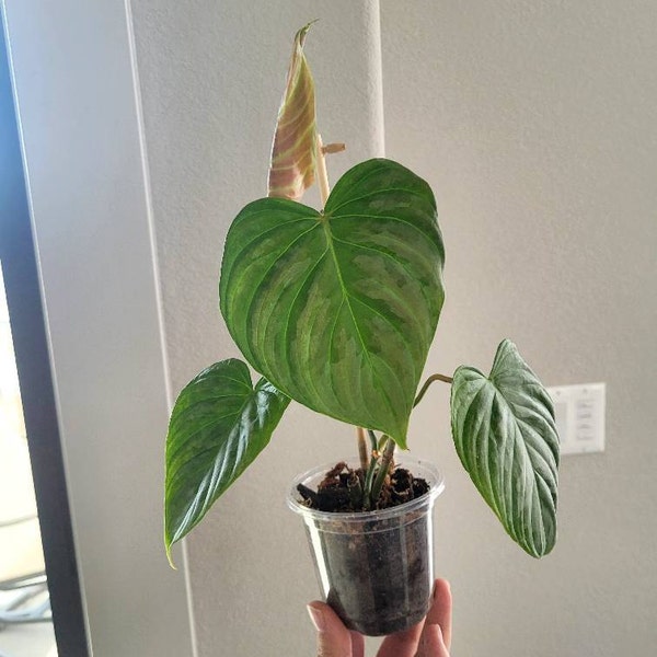 Monstera Adansonii Archipelago Mint, Variegated Tri-color, Rare - Etsy