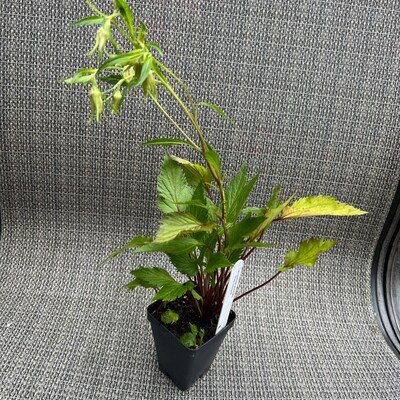 Campanula Punctata 'pink Octopus', Spotted Bellflower, Summer Flowering ...