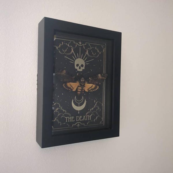 Real Framed Ghost Cicada Ayutha Spectabilis Shadow Box Frame Insect ...