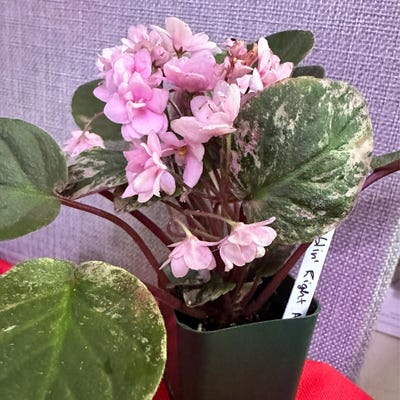 Micro Mini African Violet Teeny Bopper - Etsy