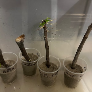X2 Pistachio Tree Cuttings Pistacia Vera X1 Female X1 Male - Etsy