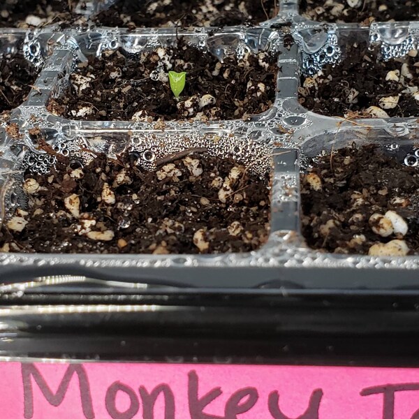 Hildewintera Colademononis - Monkey Tail Cactus Seeds - Grown in the ...