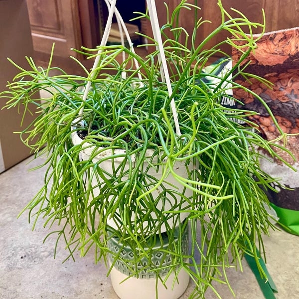 Money Tree Plant Large Fully Rooted Pachira Aquatica Money Tree Braided ...