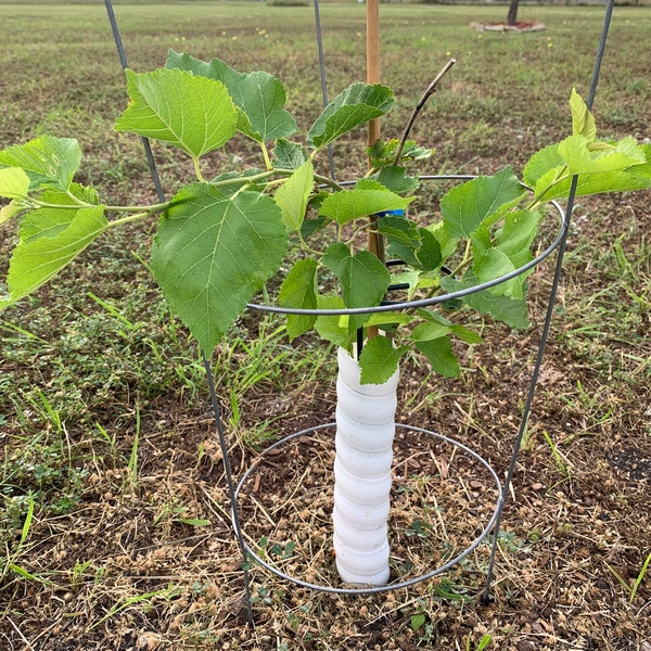 Mulberry (weeping)- 1 Gallon Potted - Etsy