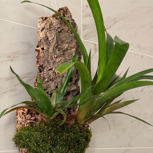 Bulk Cork Bark Flats - Terrarium Vivarium Orchid Air Plant Mount ...