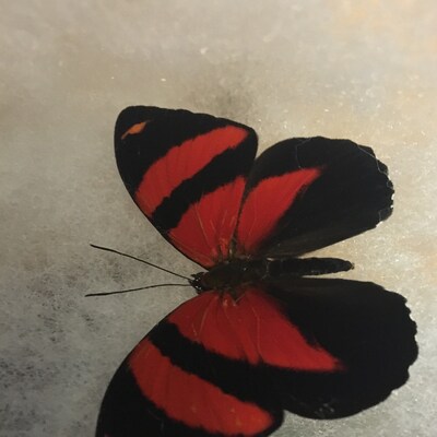 Real Callicore Cynosura Butterfly, Spread for Your Project or Laminated ...