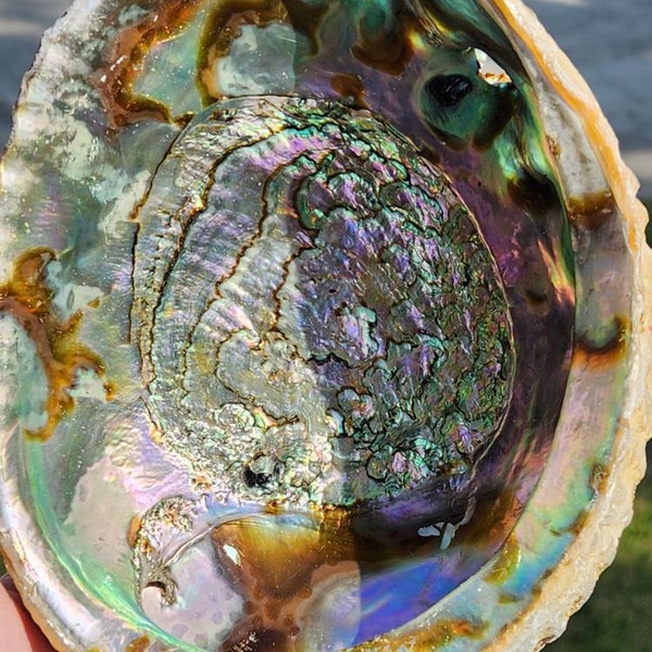 Large Beautiful Abalone Shell Made for Smudging or Decor, Smudging Bowl ...