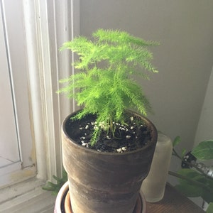 Asparagus Fern plumosa Easy to Grow Houseplant - Etsy