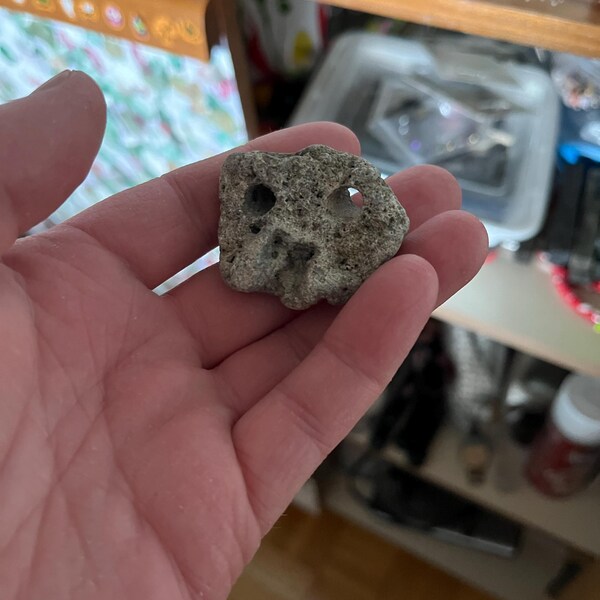 Large Huge Beautiful Shell, Big Shell, Huge Ocean Shell, Sea Shell ...