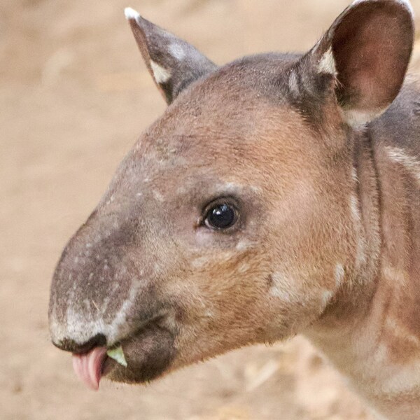 Tapir Peper Craft, Papercraft Tapir, Pdf Kit, 3D DIY Tapir Head, DIY ...