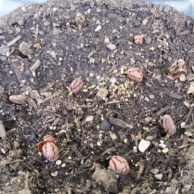 Marang Seeds Terap Artocarpus Odoratissimus Tropical Fruit Tree Seeds ...