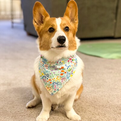 Batty Dog Bandana, Bats and Moons Dog Scarf, Snap on Halloween Dog ...