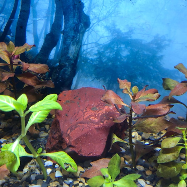 2 Bucephalandra Micro Plants Live Aquarium Plants Free S/h Live Aquatic ...