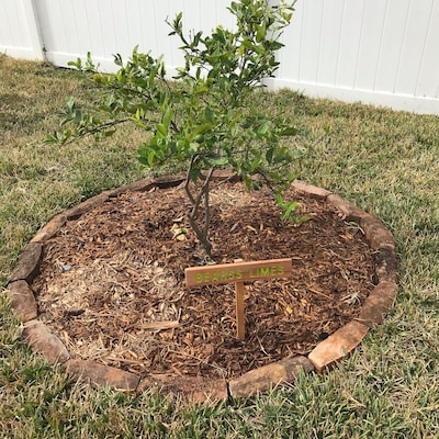 LIMES Rustic Tree Sign, Hand Routed, Citrus Tree Garden Sign, Tree ...