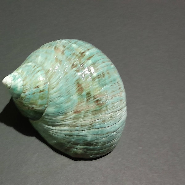 Big Size Hermit Crab Sea Shell, 1 7/8" - 2 1/4" Opening Hole.green ...