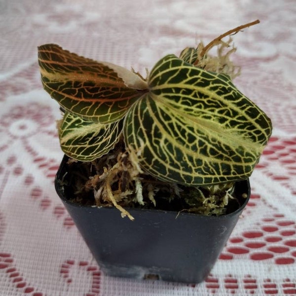 Large Size Jewel Orchid, Ludochilus 'sea Turtle', Live House Plant ...