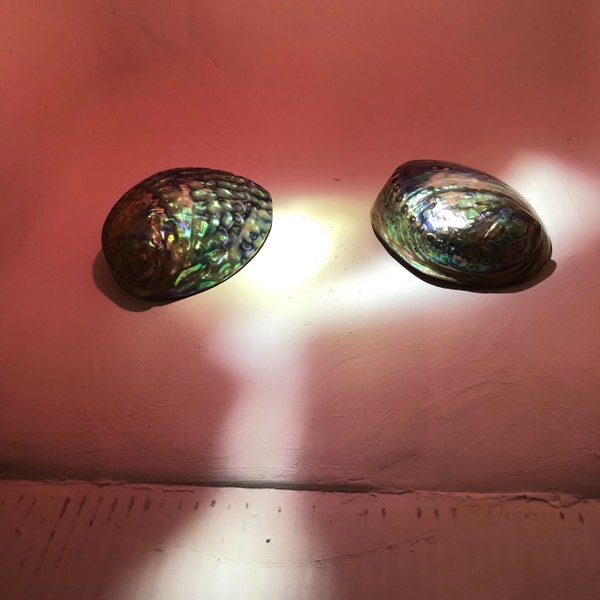 AA+ 12-14cm LARGE Abalone Shell, Ritual Shell, Nautical Decor, Coastal ...