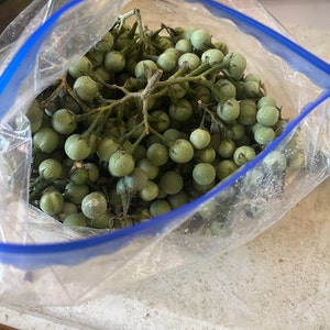 Fresh Whole Burdock Root, Gobo Root - Etsy