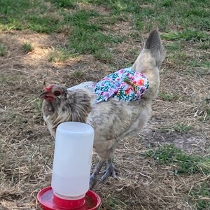 Chicken Diaper/ Hen Diaper/ Rooster Diaper/ Poultry - Etsy