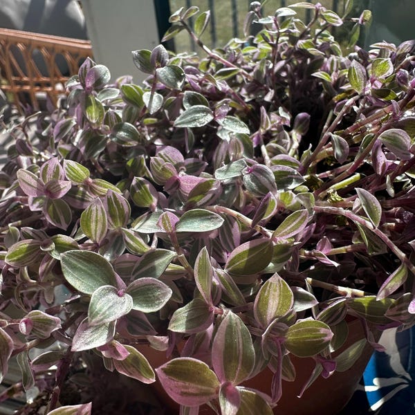 Sedum Dasyphyllum Major Blue Tears Sedum Live Succulent Plants 2" 4” 6 ...