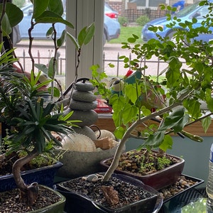 Purple Trumpet Bonsai Tree inner Feeling Collection From Cute Little ...