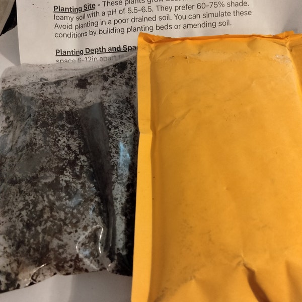 5 Indian Pinkroot Plant Spigelia Marilandica Bare Root Native Perennial ...