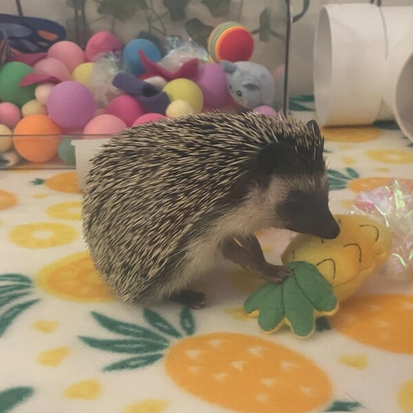 Ball Python Pastel Watercolor Snake A Plushie Stuffed Animal Friend ...