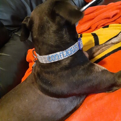 Crosshatch Collar, Gray Dog Collar, White Dog Collar, Custom Pet Collar ...